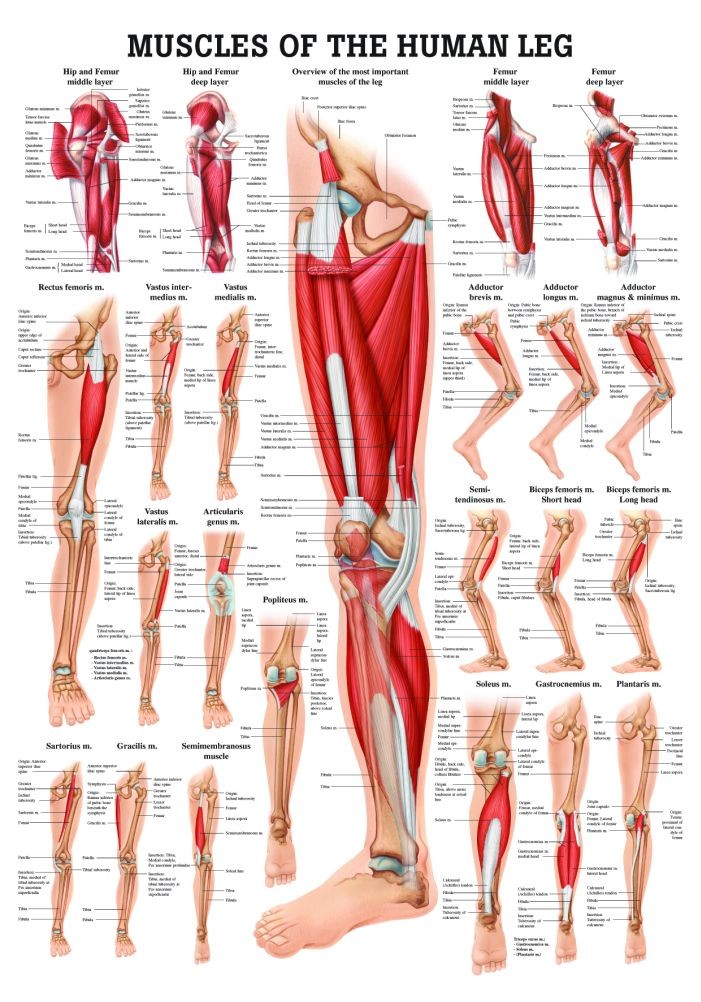 Leg Muscle Anatomy Chart Amulette