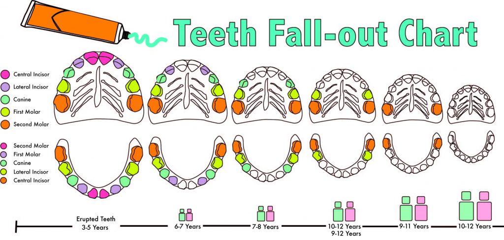 When Do Baby Teeth Fall Out Diagram | amulette