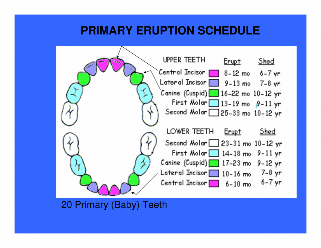 When Do Baby Teeth Fall Out Diagram | amulette