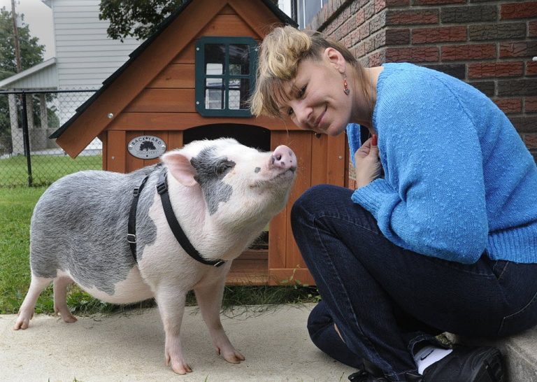 Full Size Pot Belly Pig | amulette
