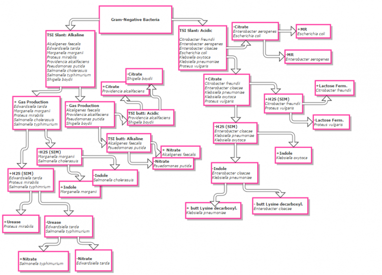 Microbiology Flowchart Unknown Bacteria | amulette
