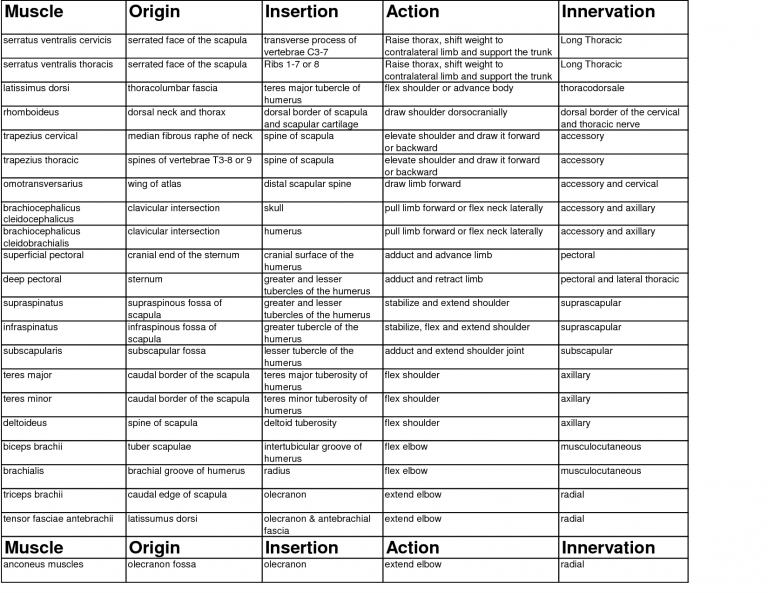 Muscle Origin Insertion Action Chart | amulette